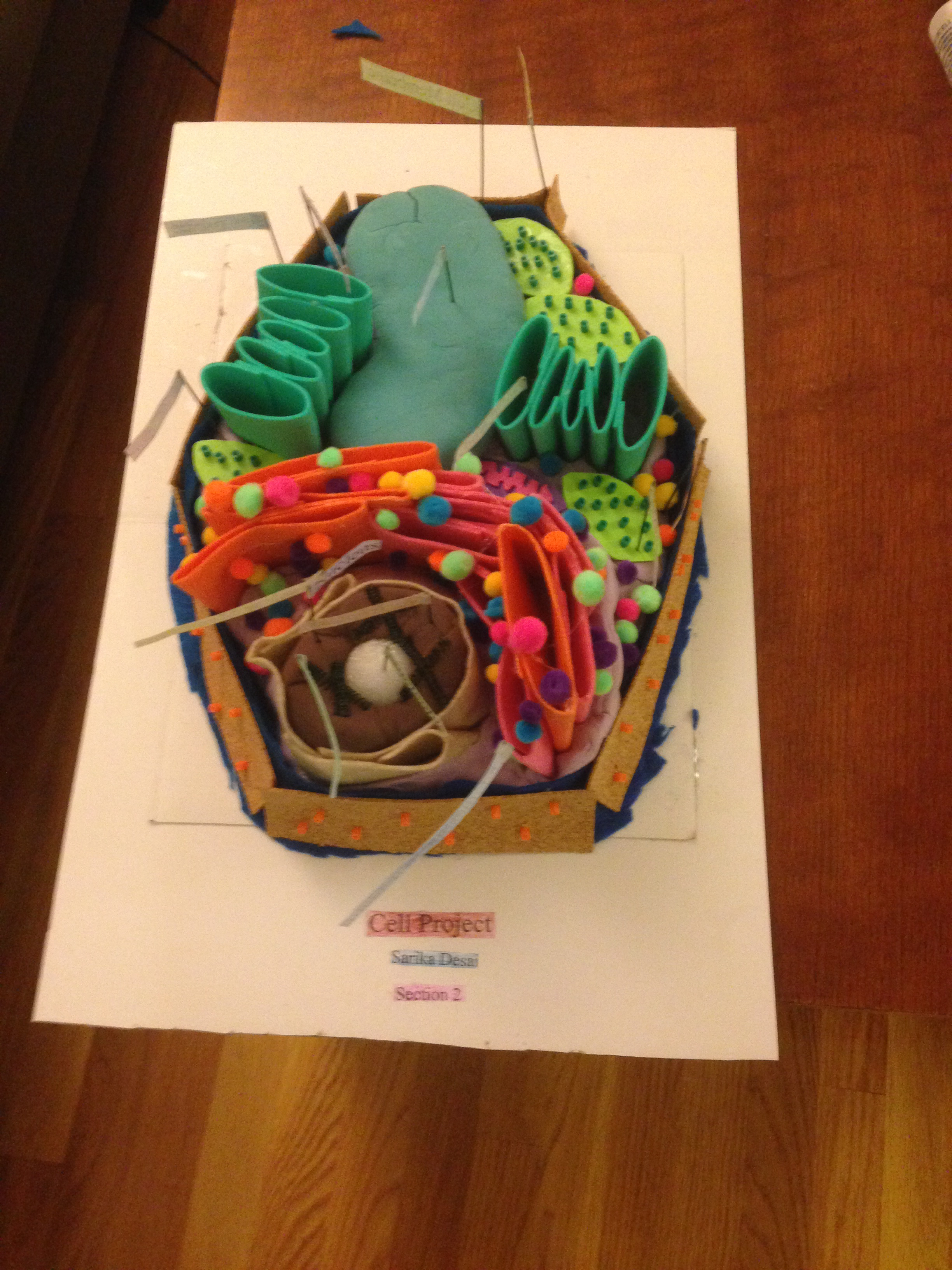Plant Cell Model DIY Plant Cell Model DIY