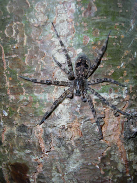 Arachnid Identification