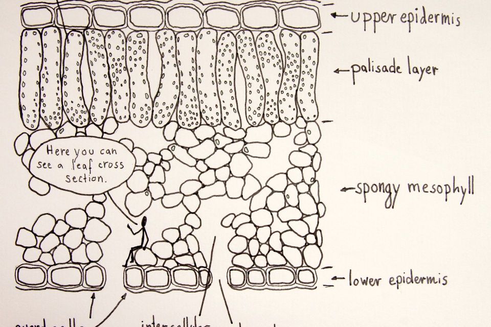 Leaf Cross Section Diagram